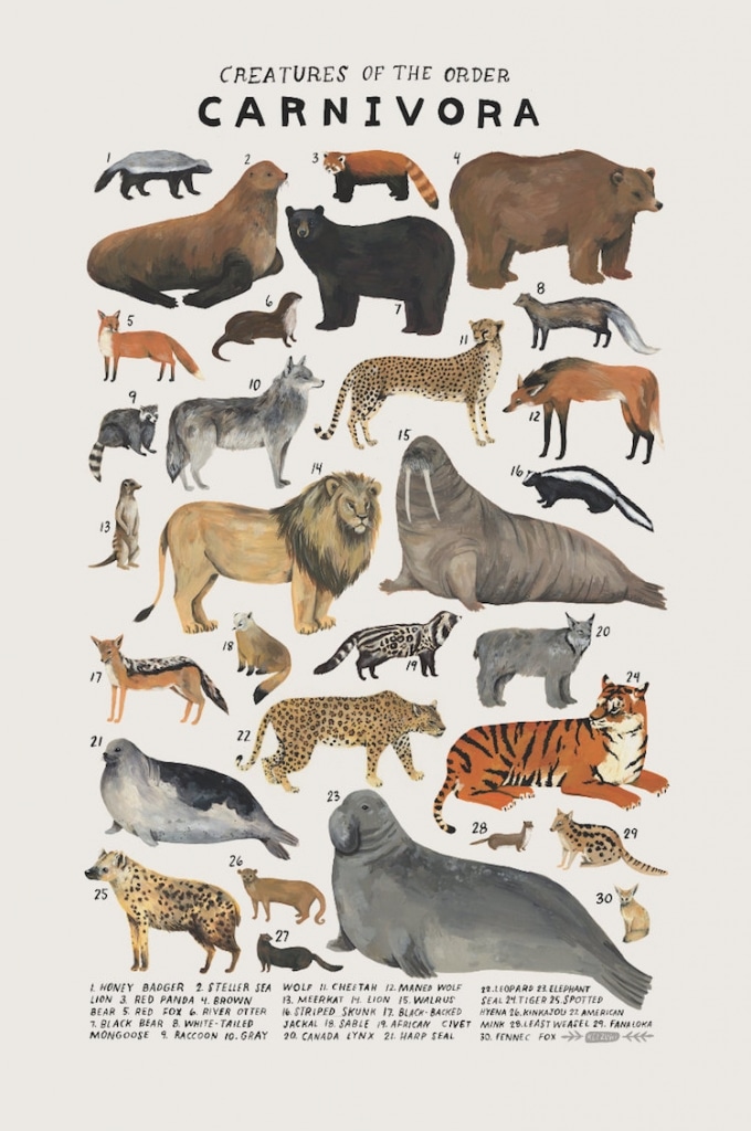 Animal Illustrations Present the Diversity of Different Animal Groups