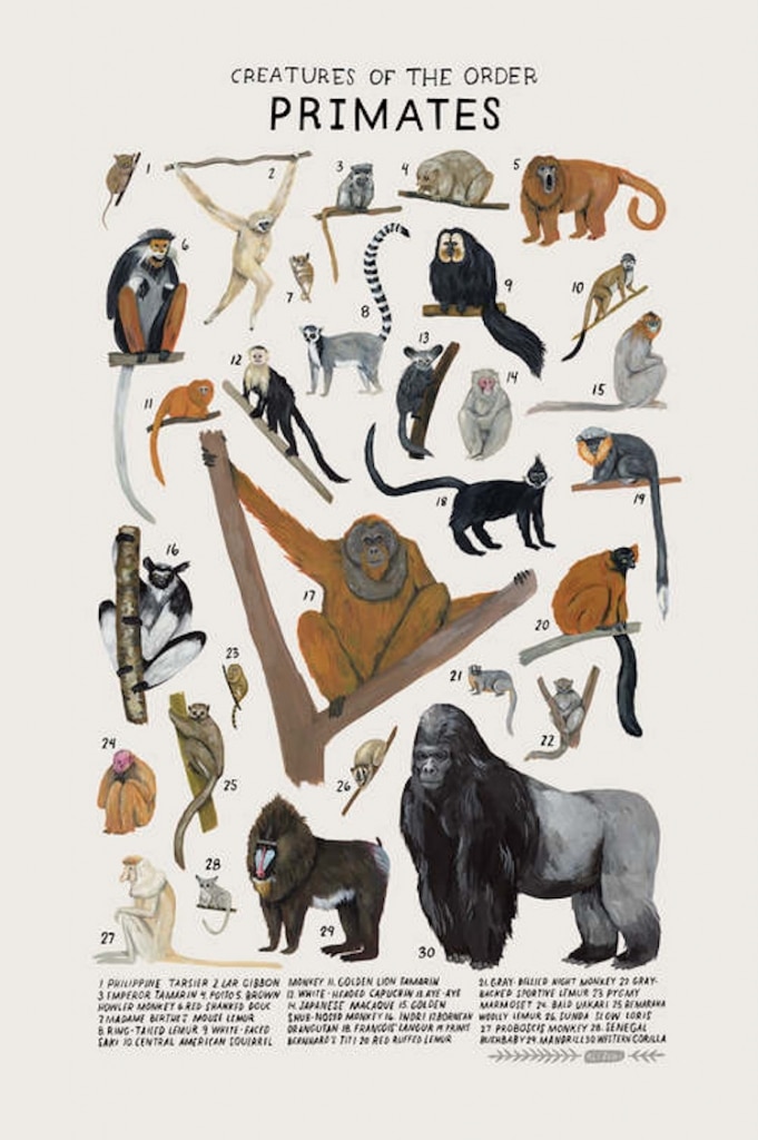 Delightful Posters Illustrate the Beautiful Diversity of the Animal ...