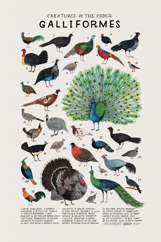 Delightful Posters Illustrate the Beautiful Diversity of the Animal ...