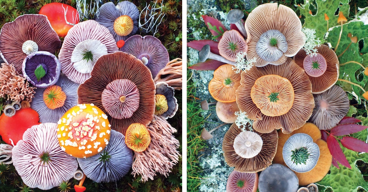 Mushrooms Star in Unexpectedly Colorful Nature Photography Series