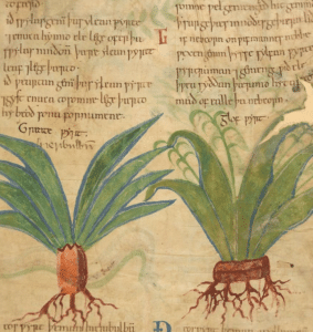 Medieval Herbal Remedies Manuscript Now Available Online