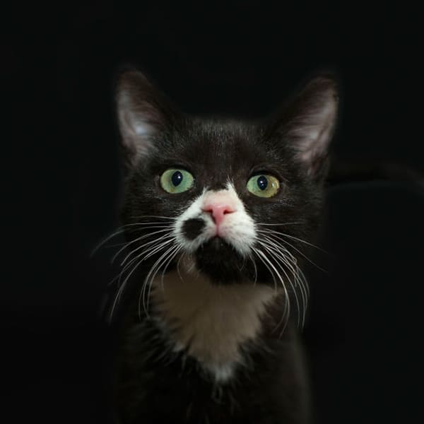 Scrappy the Senior Cat's Fur Changes From All Black to Marble Pattern