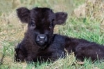 25+ Adorable Photos of Fuzzy Highland Cattle Calves