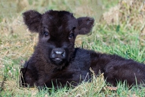25+ Adorable Photos of Fuzzy Highland Cattle Calves