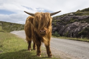 25+ Adorable Photos of Fuzzy Highland Cattle Calves