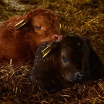 25+ Adorable Photos of Fuzzy Highland Cattle Calves