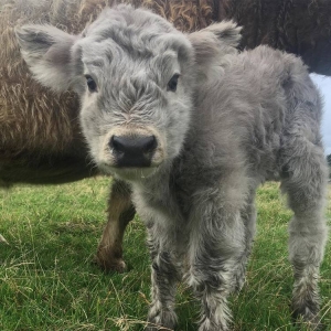 25+ Adorable Photos of Fuzzy Highland Cattle Calves