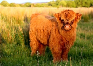 25+ Adorable Photos of Fuzzy Highland Cattle Calves