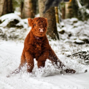 25+ Adorable Photos of Fuzzy Highland Cattle Calves