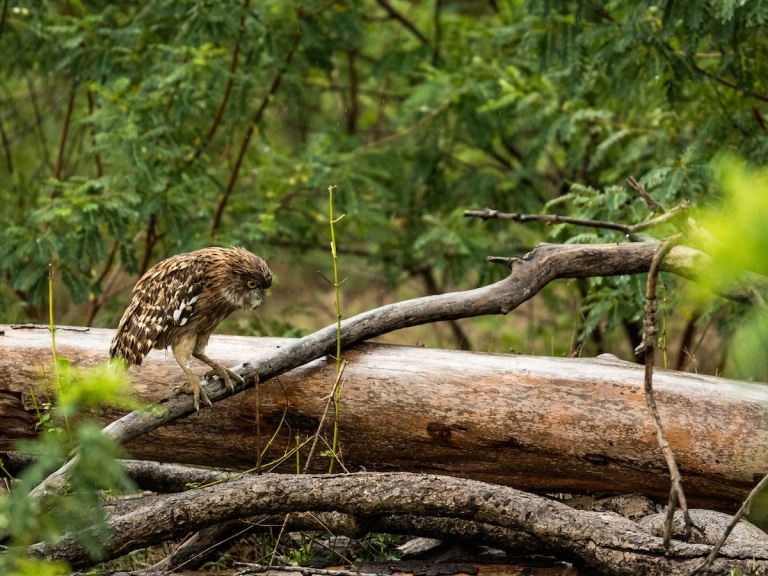 Photographer Captures Softer Side of Elusive and Feared Leopard ...