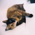 Meet Quimera, a Chimera Cat With a Purrfectly Two-Toned Face