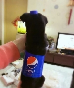 Pet Owners are Creating Dog Cola for Funny Dog Photos
