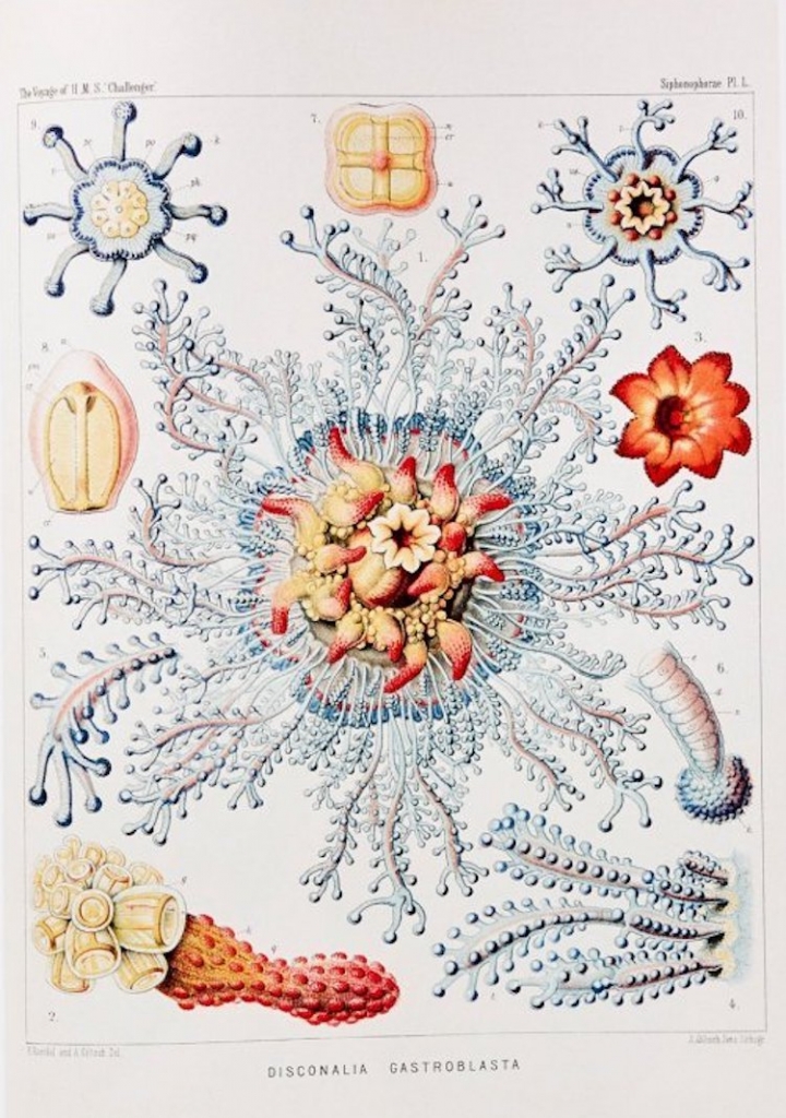 19th-Century Scientific Illustrations by Ernst Haeckel Marry Art & Science
