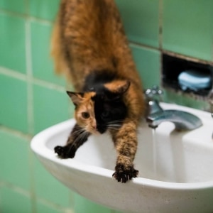 Meet Quimera, a Chimera Cat With a Purrfectly Two-Toned Face