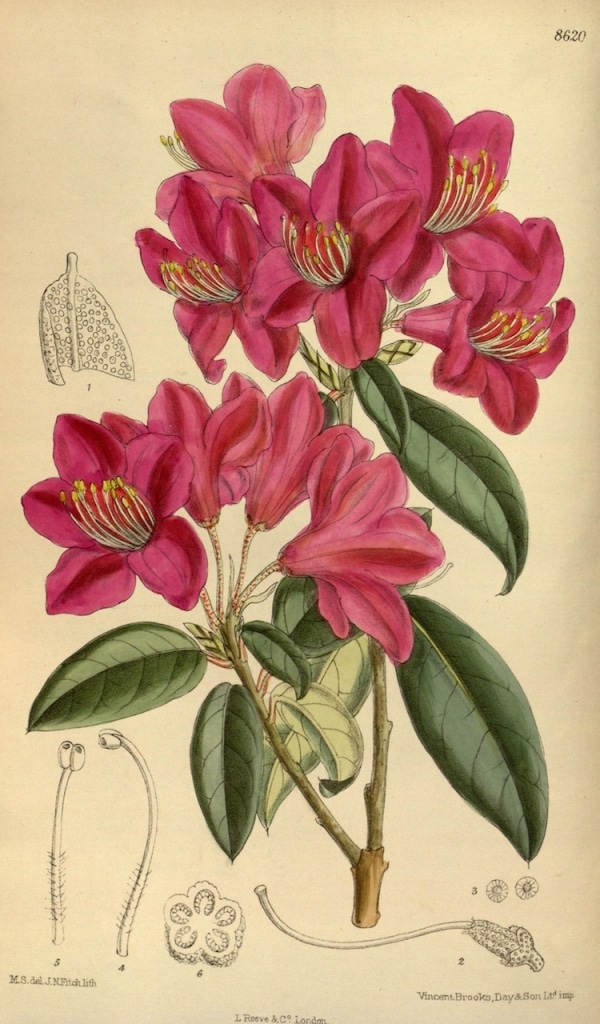 Millions of Free Botanical Illustrations from the Biodiversity Heritage ...