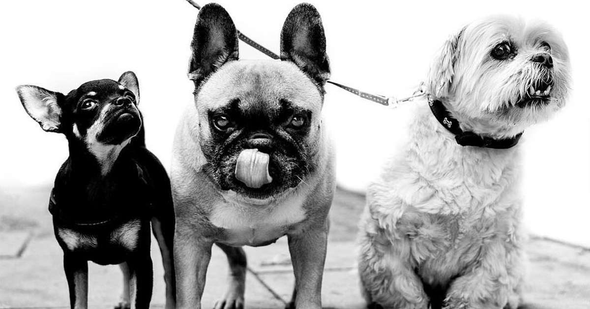 Street Photographer's Series of Dog Portraits Captures their Personalities