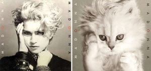 Cat Album Covers Replace Iconic Designs with Adorable Kittens