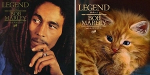 Cat Album Covers Replace Iconic Designs with Adorable Kittens