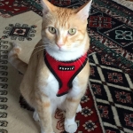 Max the Cat Banned From Being Library Cat But Rockets to Internet Fame