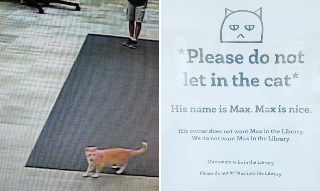 Max the Cat Banned From Being Library Cat But Rockets to Internet Fame