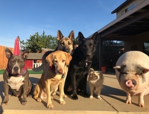 Pet Pig Grows up with Dogs and Thinks He's Just Like His Canine Crew