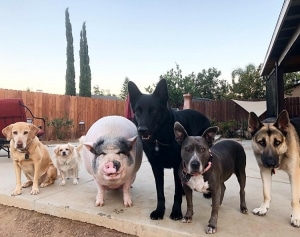 Pet Pig Grows up with Dogs and Thinks He's Just Like His Canine Crew