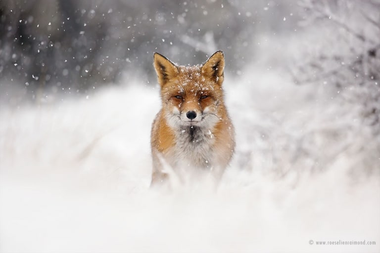 Charming Photos of Wild Red Foxes Enjoying the Winter Snow | My Modern Met