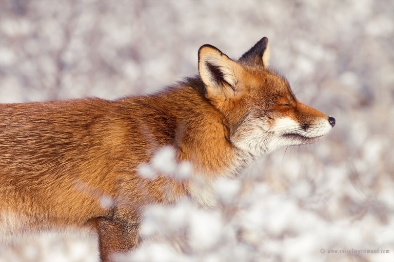 Charming Red Fox Photos Capture Their Resilience in the Winter Snow