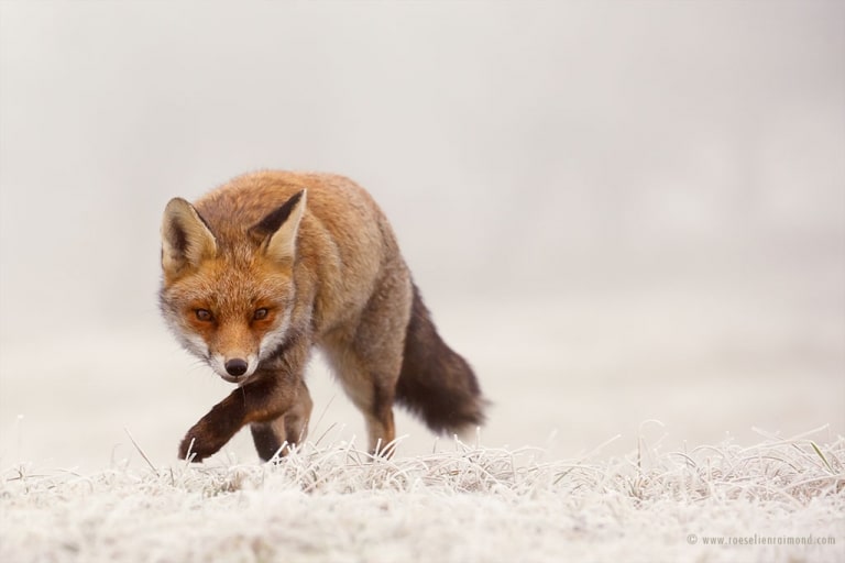 Charming Red Fox Photos Capture Their Resilience in the Winter Snow