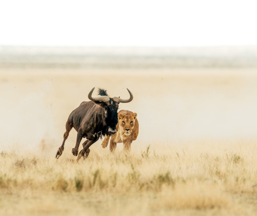 Incredible Photos Capture Strength and Determination of Lioness Running ...