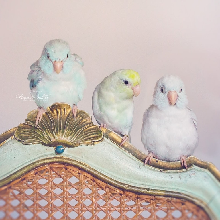 Dreamy Photos Capture the Storybook Love Between Pastel Parrotlet Birds ...