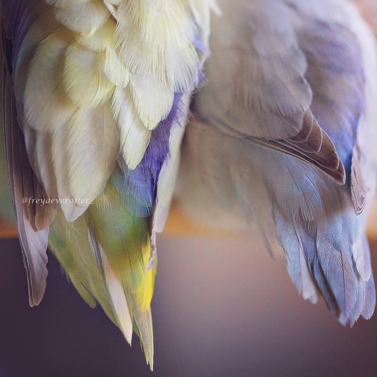 Dreamy Photos Capture the Storybook Love Between Pastel Parrotlet Birds ...