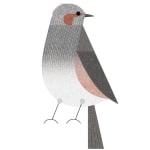 Artist Illustrates 25 Japanese Birds for Tokyo Bird Species Handbook