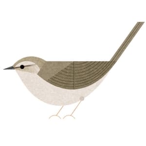 Artist Illustrates 25 Japanese Birds for Tokyo Bird Species Handbook