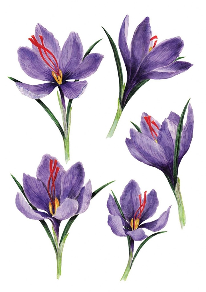 Artist Keeps Daily Visual Diary of Botanical Illustrations to Document ...
