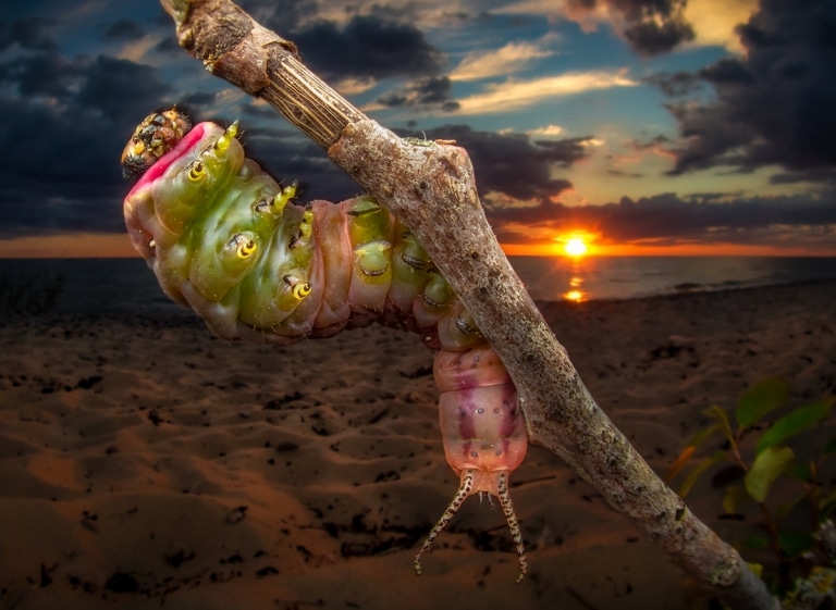 Interview: Close-Up Photos of Insects Looking Like Aliens Straight Out ...