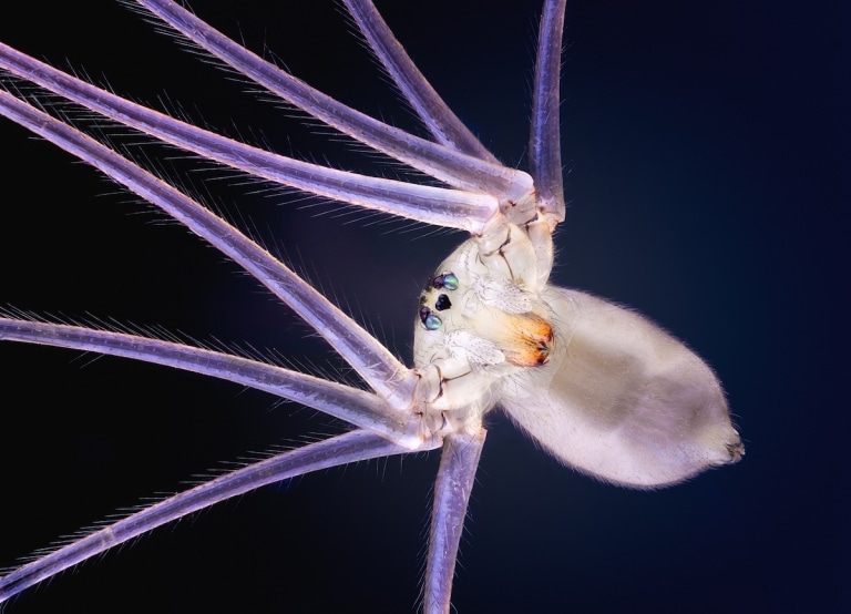 Interview: Close-Up Photos of Insects Looking Like Aliens Straight Out ...