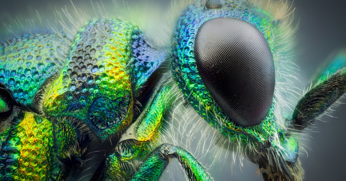 Interview with Master Insect Photographer John Hallmén