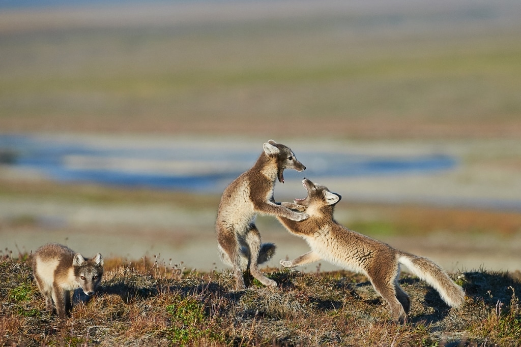 Wild Arctic Fox Photos Capture the Tenacity and Strength of These Small ...