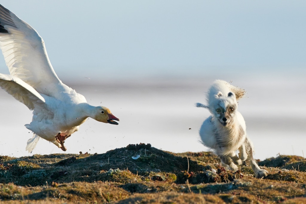 Wild Arctic Fox Photos Capture the Tenacity and Strength of These Small ...