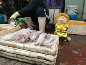 Cat in Clothes is a Fishmonger With a Couple Legs Up on the Competition