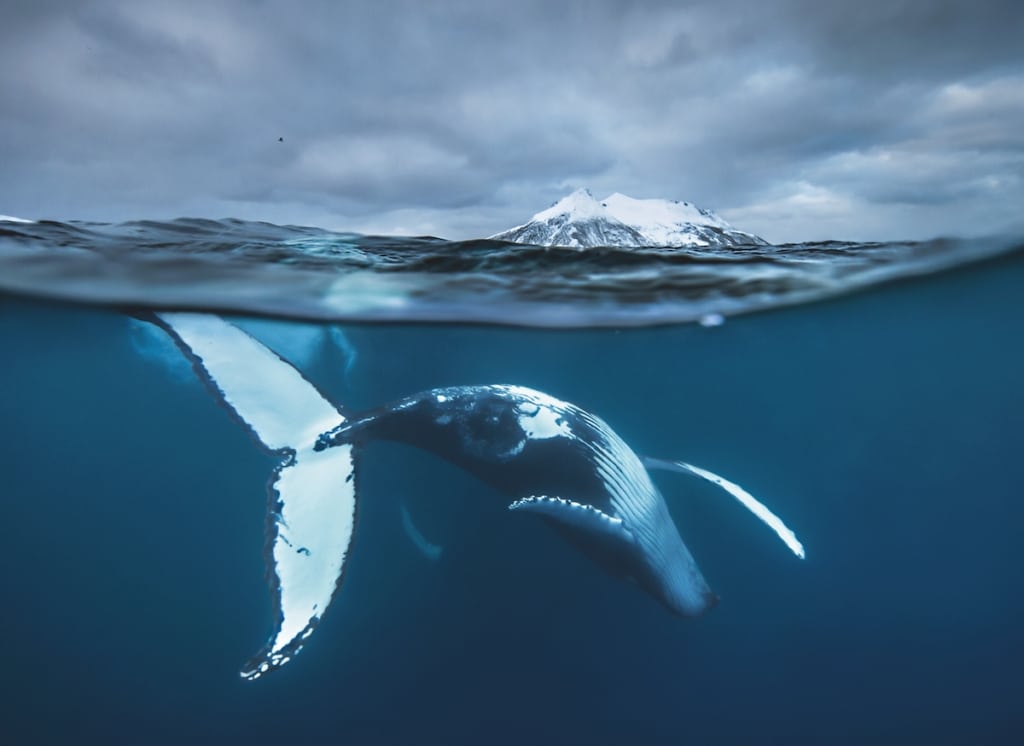 New Book Showcases Best Underwater Photography Around the World