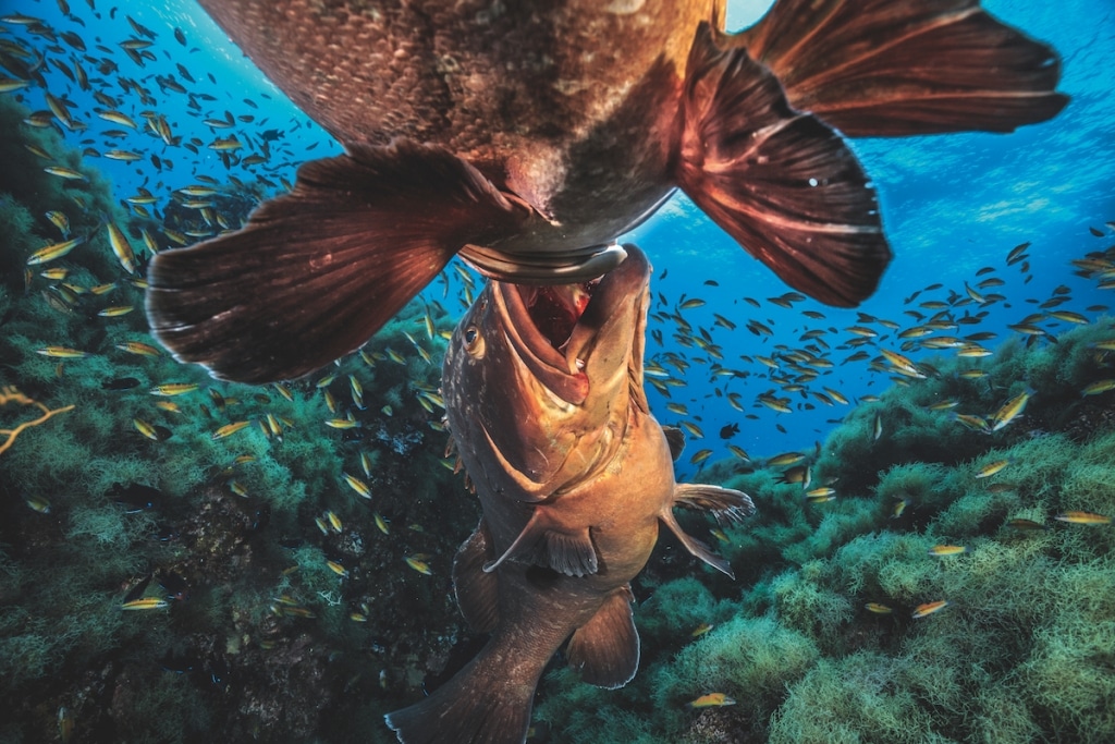 New Book Showcases Best Underwater Photography Around the World