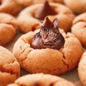 These Funny Cat Photos Are So Cute You Could Just Eat Them Up