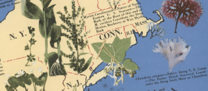 Illustrated U.S. Map From 1932 Shows the Medicinal Plants Native to ...