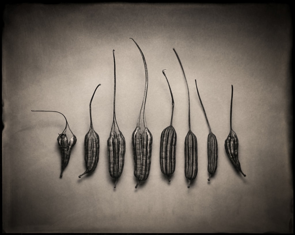 Winners of Wet Plate Competition Embrace 19th Century Photo Technique