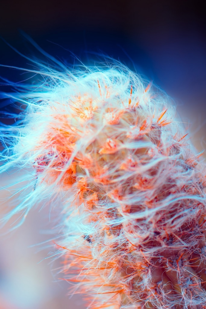 Full Spectrum Macro Photographs of Succulents are from Another World