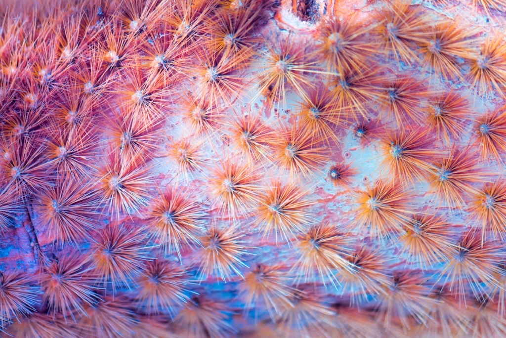 Full Spectrum Macro Photographs of Succulents are from Another World