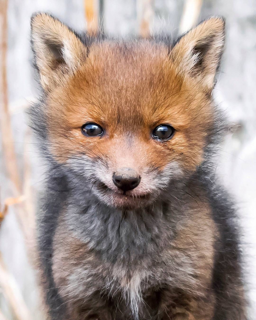 Charming Wildlife Portraits Capture the Expressive Faces of Foxes in ...