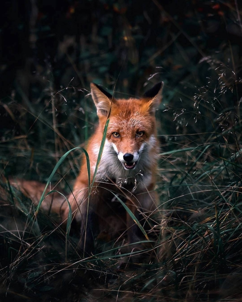 Charming Wildlife Portraits Capture the Expressive Faces of Foxes in ...
